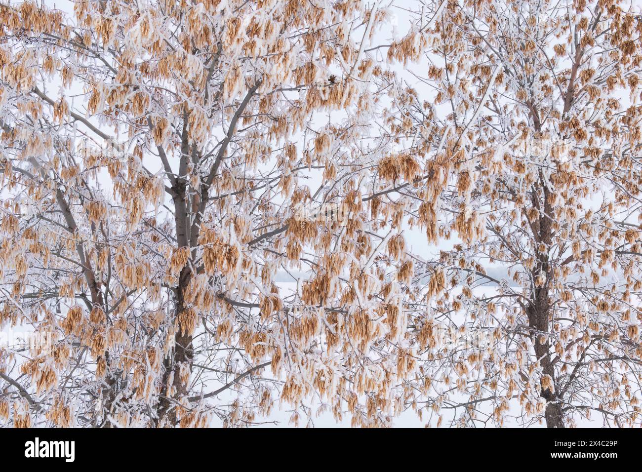 Canada, Manitoba, Grande Pointe. Rime ice on ash trees Stock Photo - Alamy