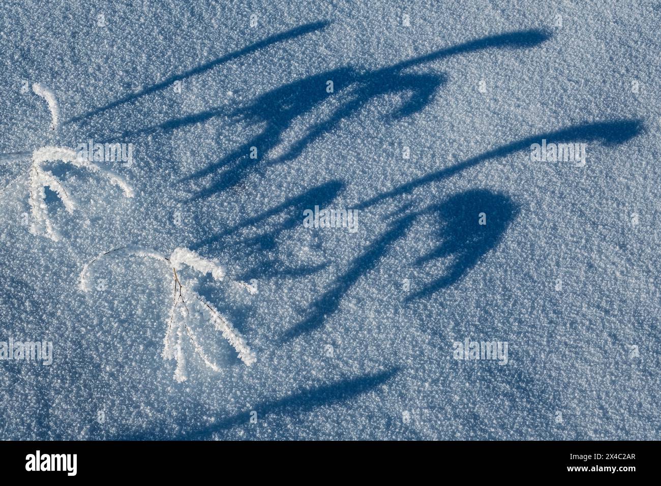 Canada, Manitoba, Grande Pointe. Rime ice-covered grass Stock Photo - Alamy