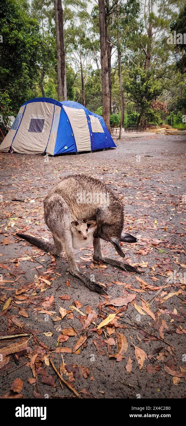 Family of kangaroos invading a camping area in search of food, with the ...
