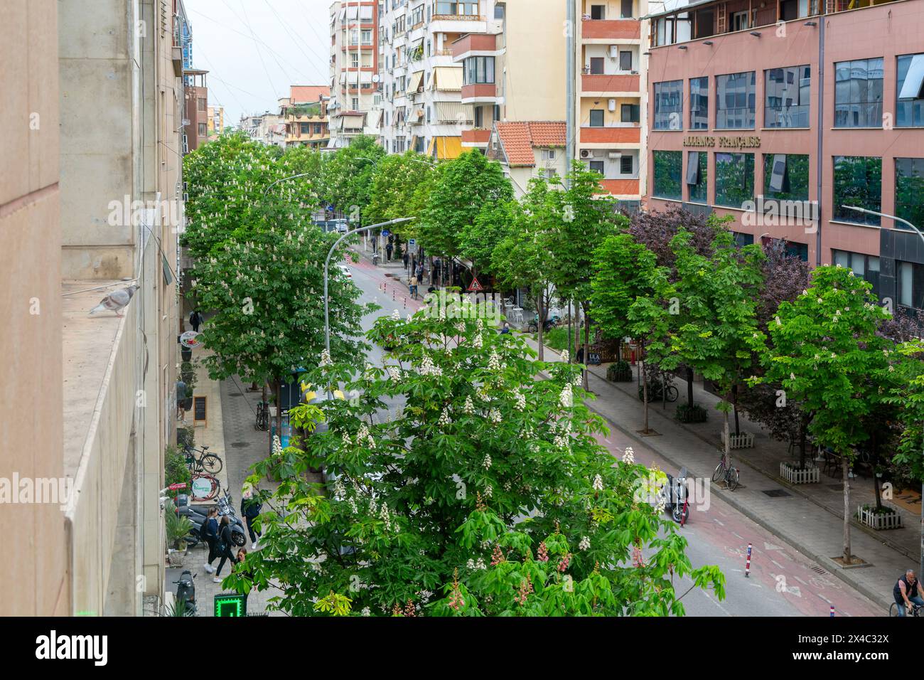 Horse chestnut trees line city centre street in Tirana, Albania Stock ...