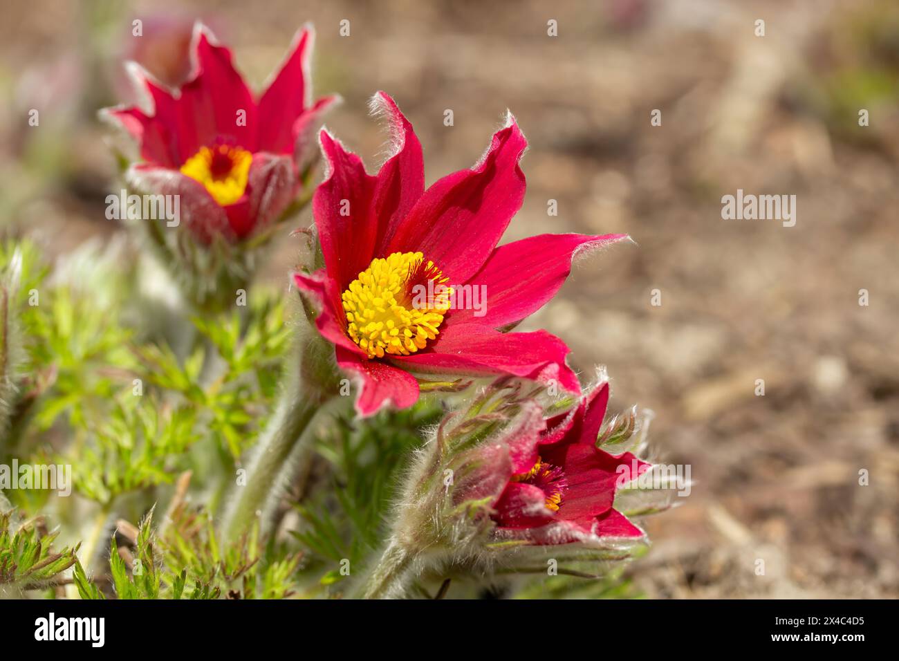 Early spring flower. Pasque flower (or pasqueflower) wind flower ...