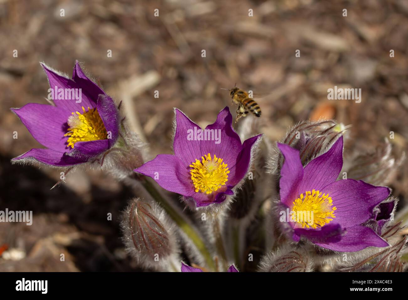 Pasque flower honey bee pollination flower spring hi-res stock ...