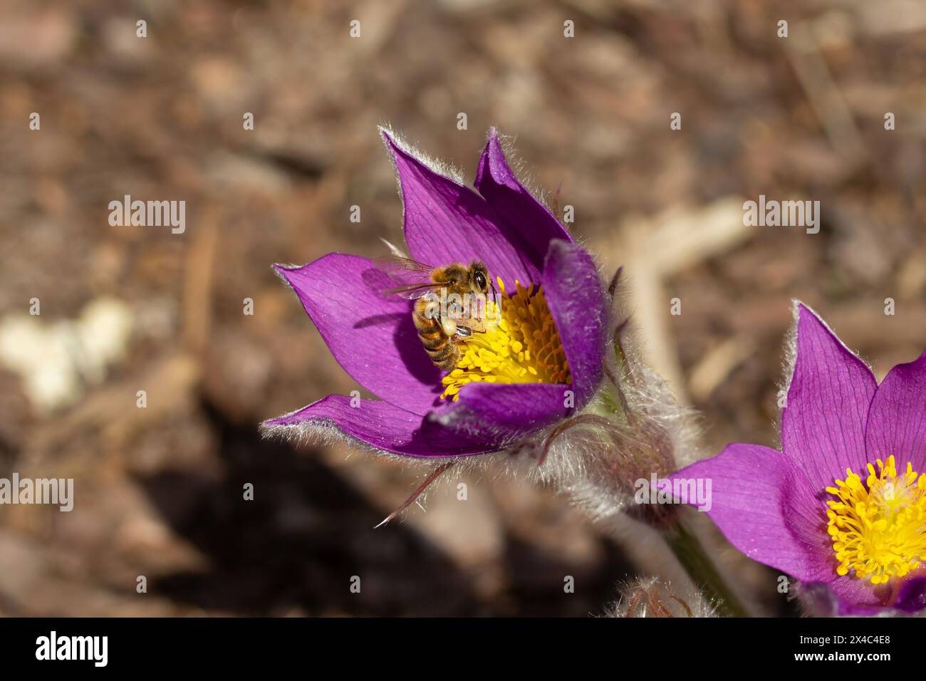 flying bee or honeybee in latin Apis Mellifera european or western ...