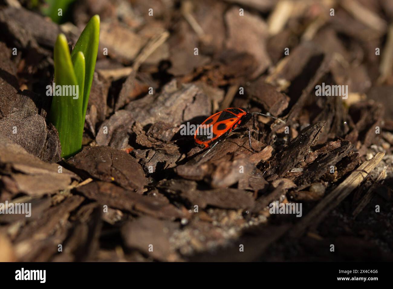 Boxelder Bugs (Boisea trivittata) on ground Stock Photo - Alamy