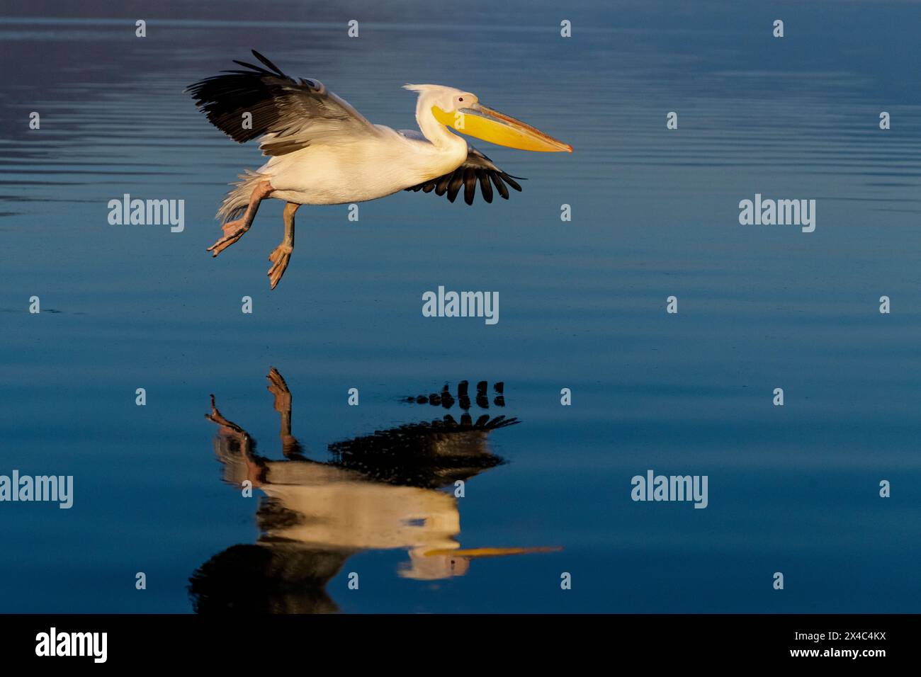 Europe, Greece, Lake Kerkini. Great white pelican flies over the still ...