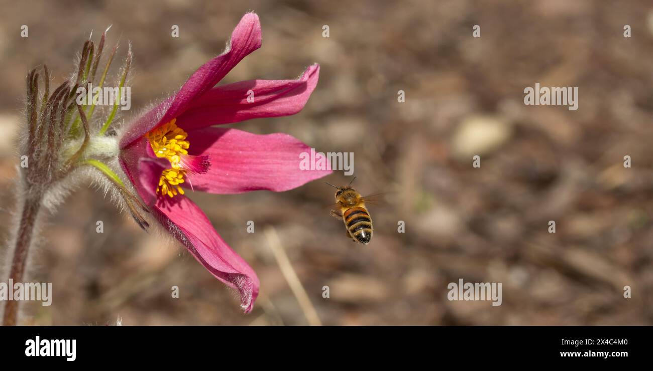 flower with a bee on it in spring season. Bee working Stock Photo - Alamy