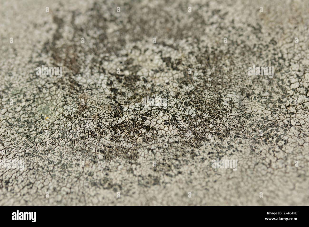Lichen texture and background. Abstract texture and background for ...