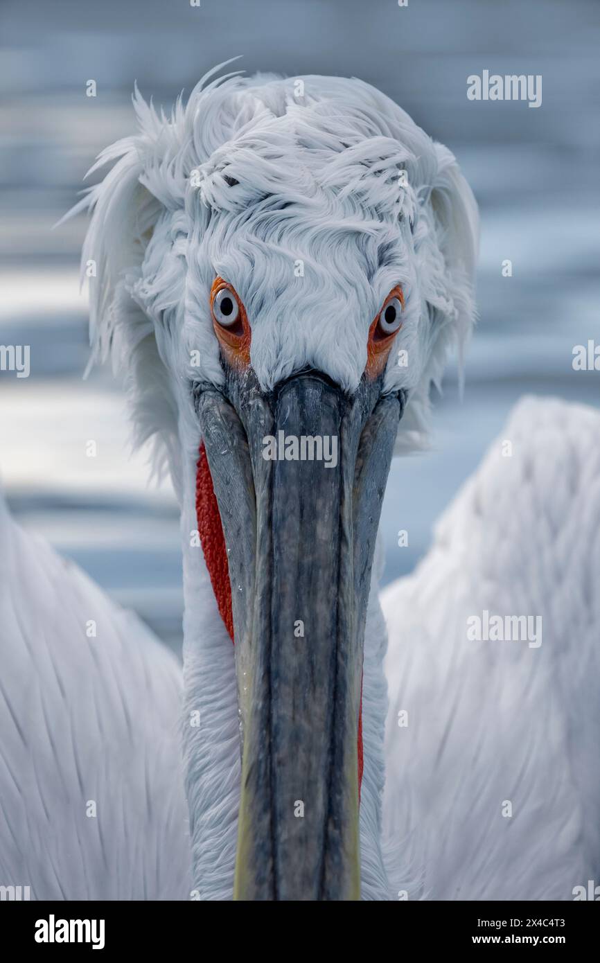 Europe, Greece, Lake Kerkini. Headshot of a Dalmatian pelican with its ...
