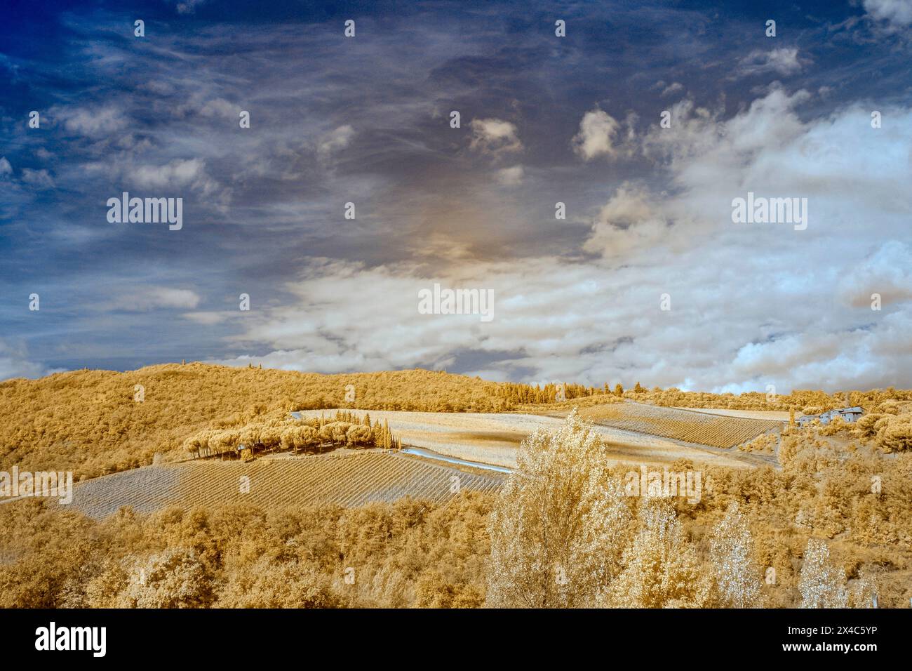 Yellow infrared hi-res stock photography and images - Alamy