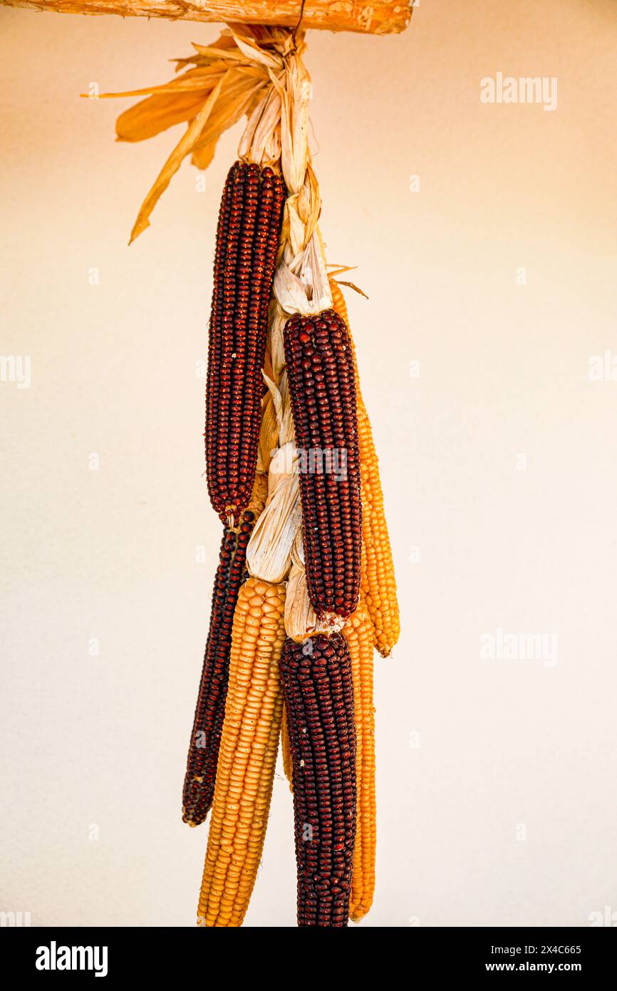 Italy. Dried corn on the cob in two colors Stock Photo - Alamy