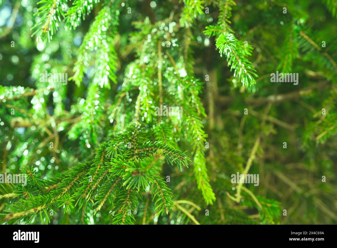 selective focus of pine leaf tree with lighting effect and water drop ...