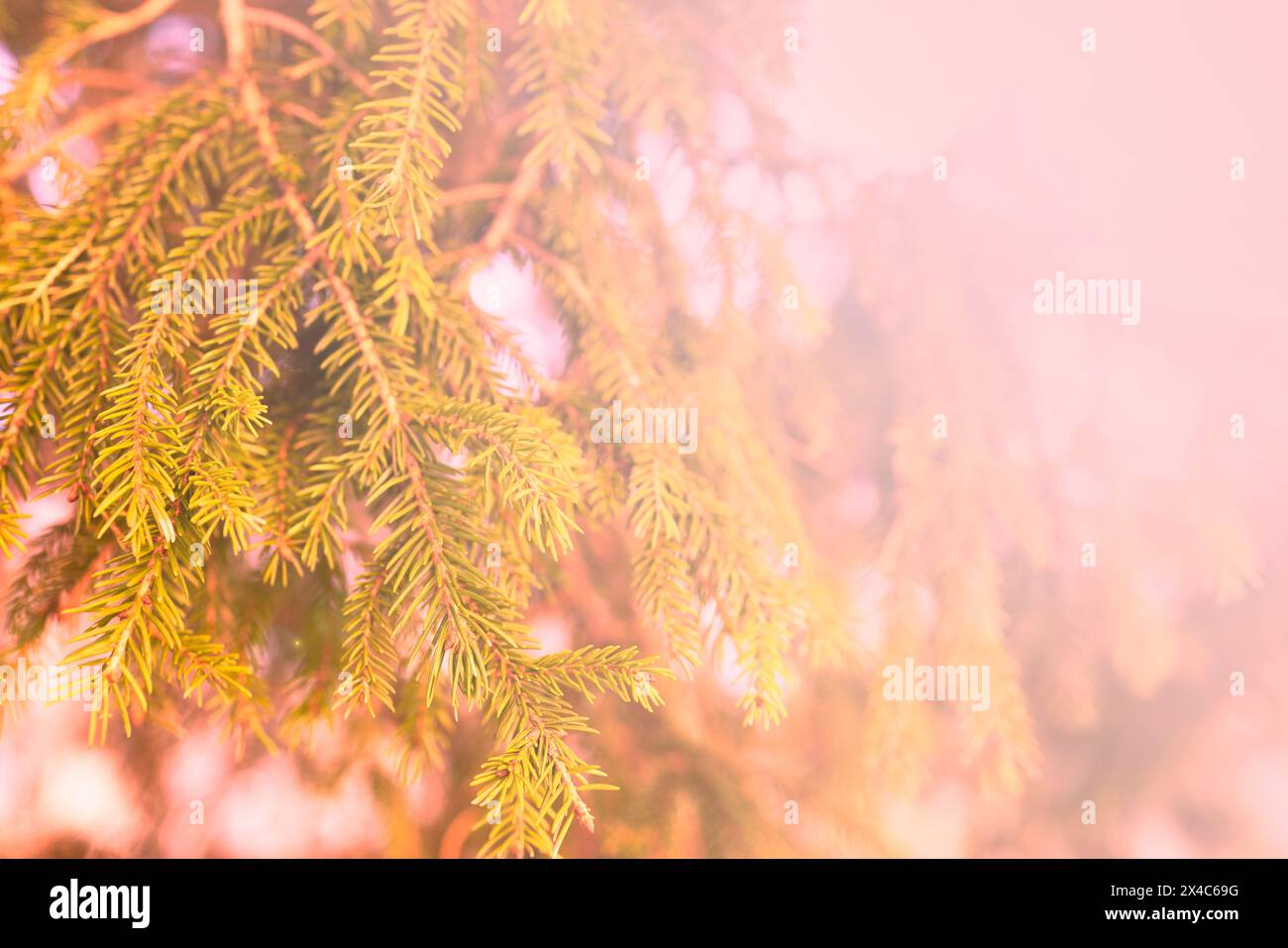selective focus of pine leaf tree with sunset lighting effect and water ...