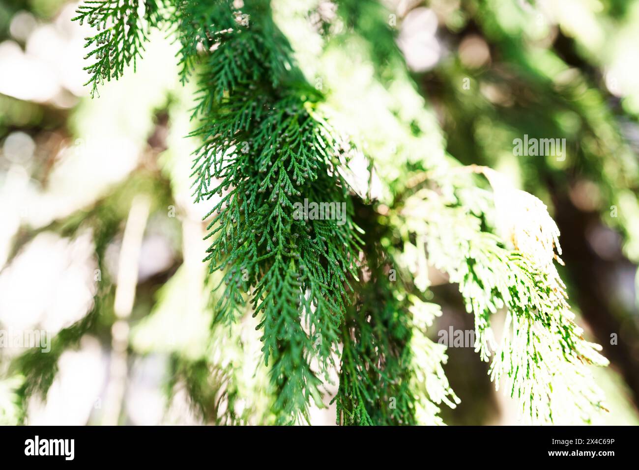 selective focus of pine leaf tree with sun lighting effect and water ...