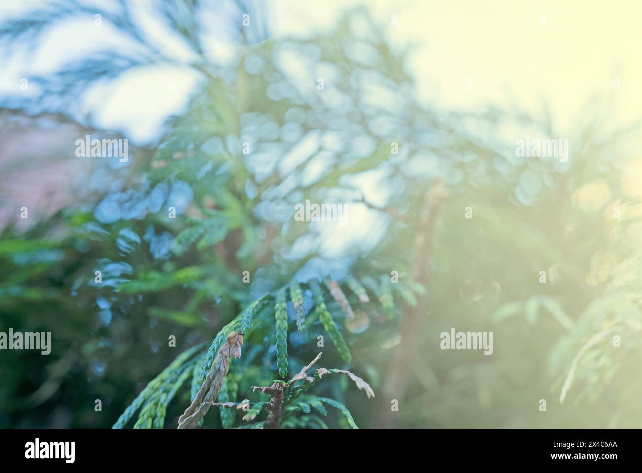 pine leaf tree with gold lighting effect in the sky for background and ...