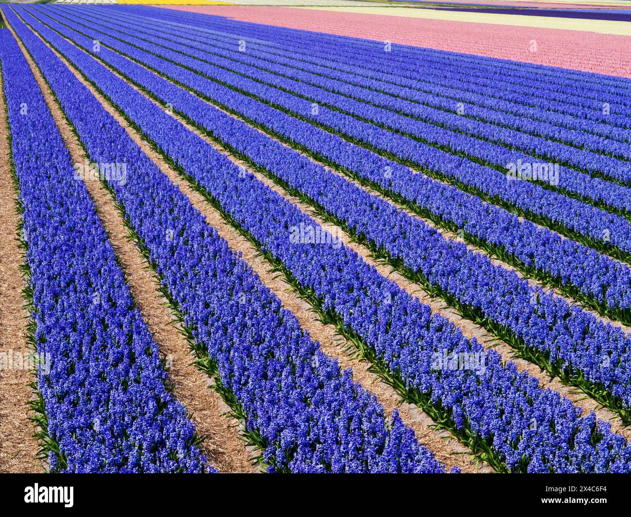 Holland, Netherlands, Noord Holland. Rows of colorful blooming ...
