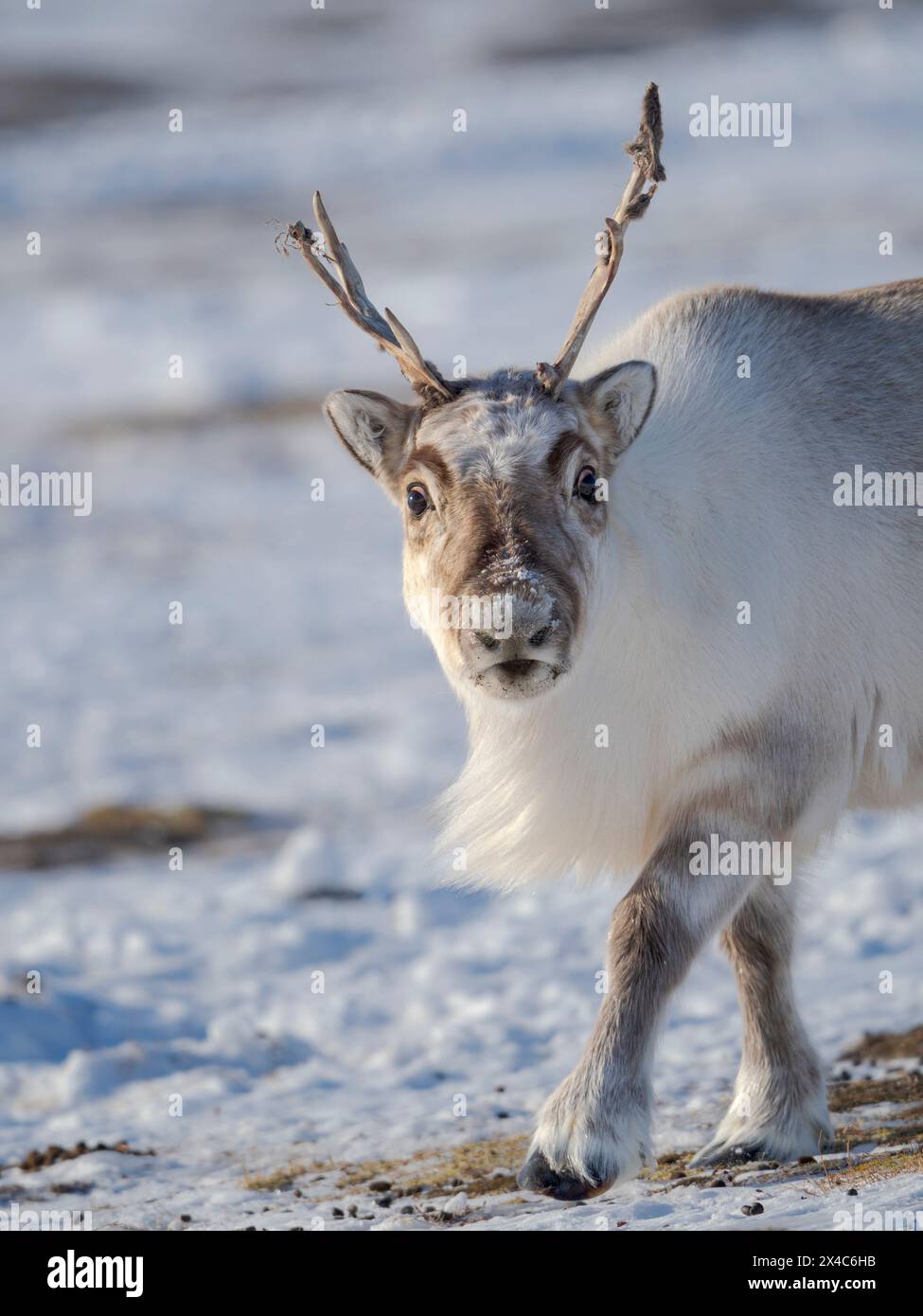 Female Svalbard Reindeer in Van Mijenfjorden National Park, an endemic ...
