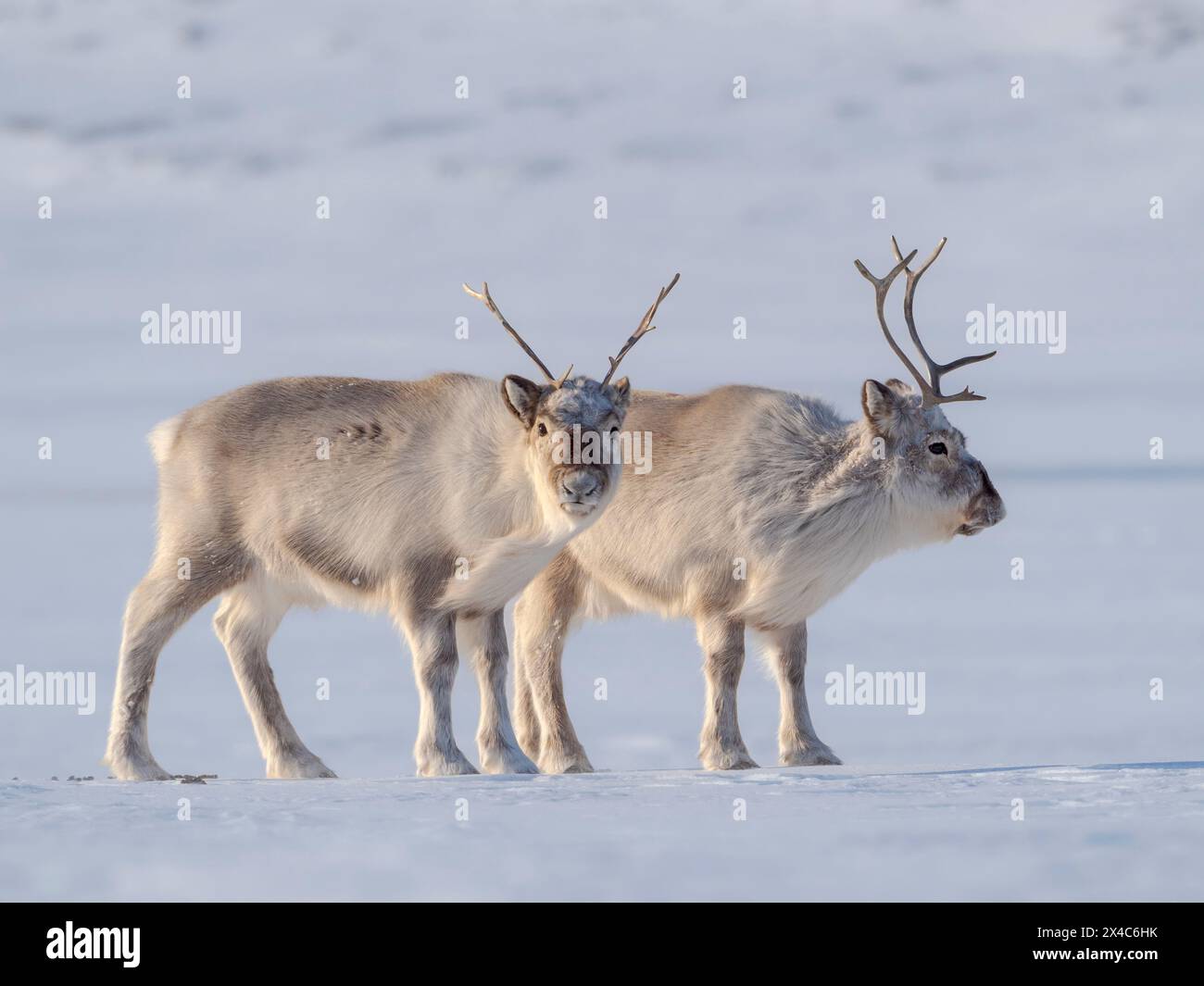 Female Svalbard Reindeer in Van Mijenfjorden National Park, an endemic ...