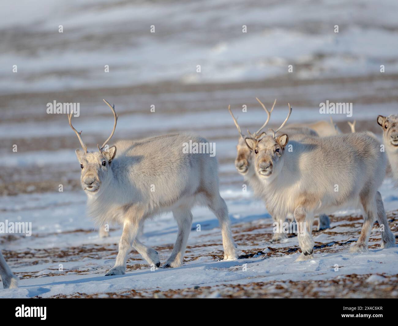 Svalbard Reindeer in Van Mijenfjorden National Park, an endemic ...