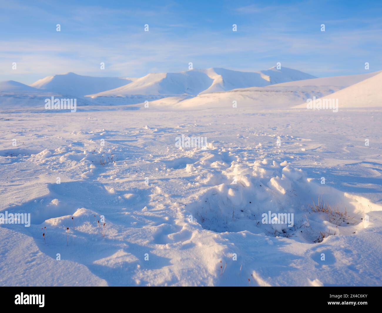 Tracks in snow, vegetation scratched up by hooves. Svalbard Reindeer in ...