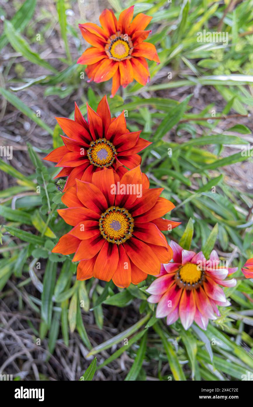 Portugal, Calvaria de Cima. Wildflowers growing in rural Portugal Stock ...