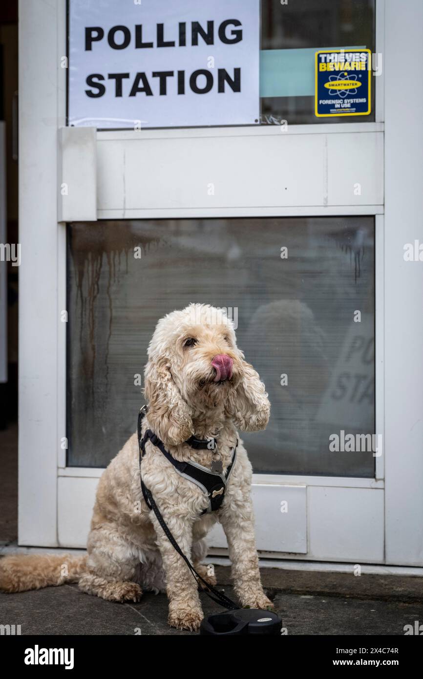 London, UK. 2 May 2024. Barney, a cockerpoo, waits for their owner ...
