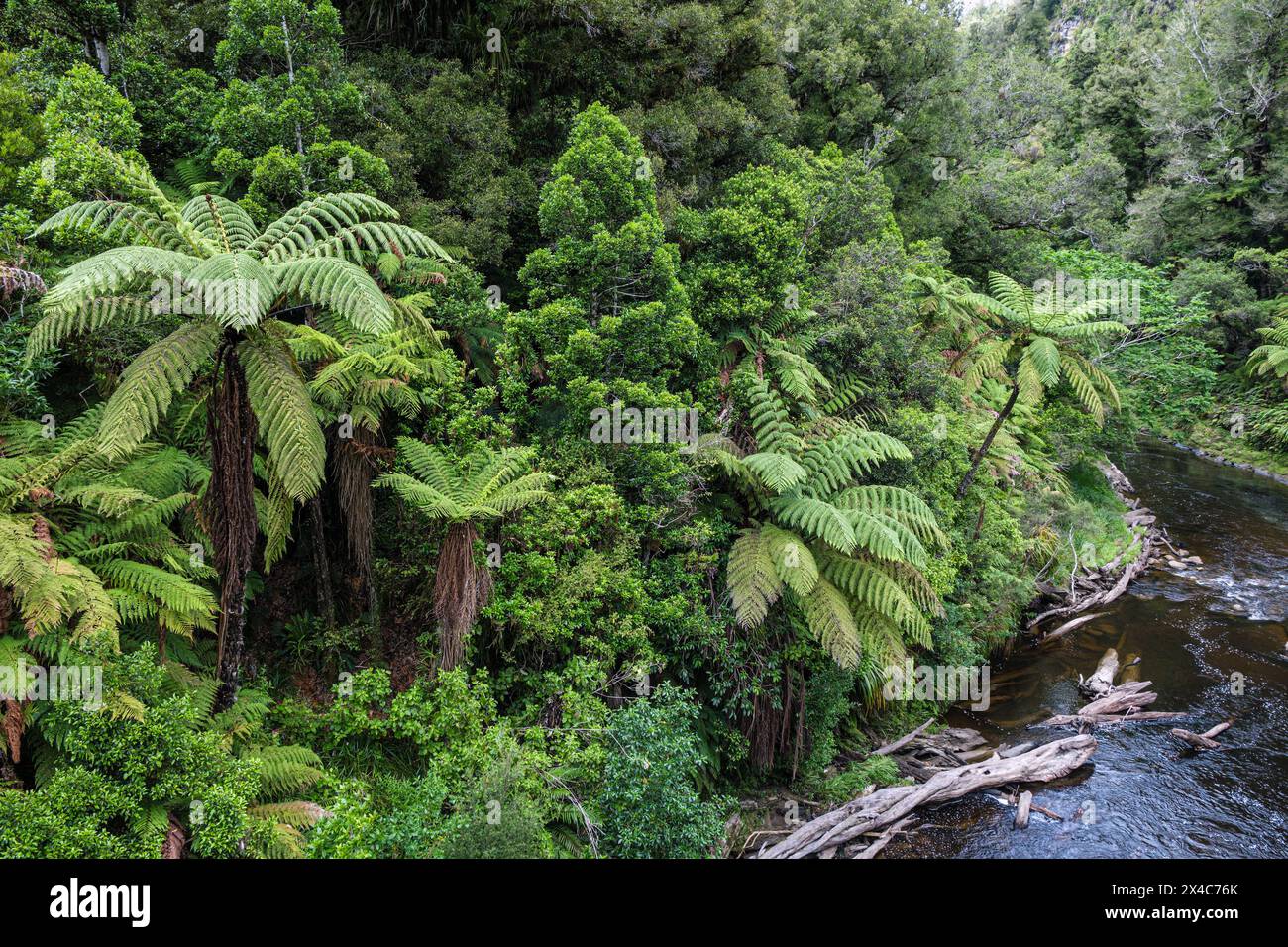 A view of the Tangarakau River from a bridge over the Forgotten World ...