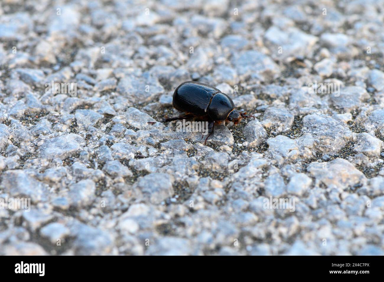 Dung beetle on the road hi-res stock photography and images - Alamy