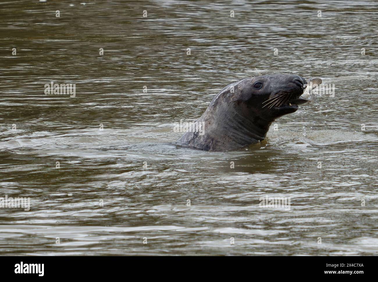 SEAL SPOTTED IN LONDON © Jeff Moore - Local residents in Hammersmith ...
