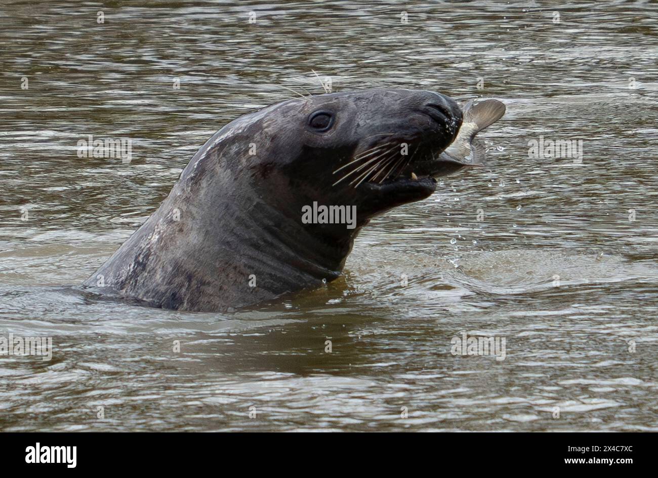 SEAL SPOTTED IN LONDON © Jeff Moore - Local residents in Hammersmith ...