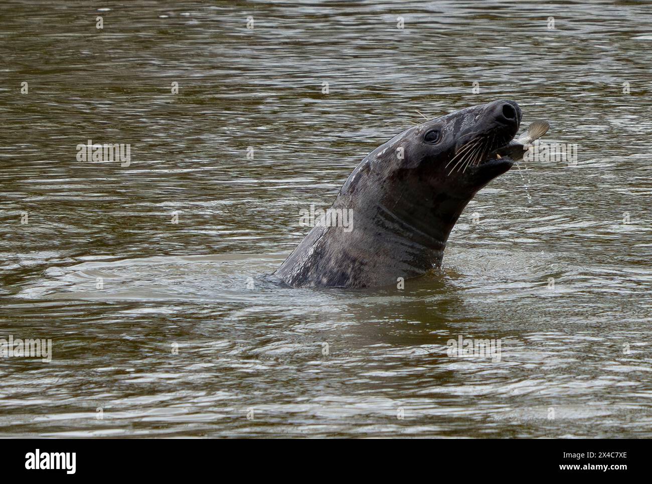 SEAL SPOTTED IN LONDON © Jeff Moore - Local residents in Hammersmith ...