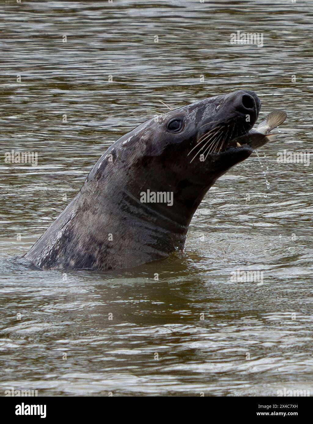 SEAL SPOTTED IN LONDON © Jeff Moore - Local residents in Hammersmith ...