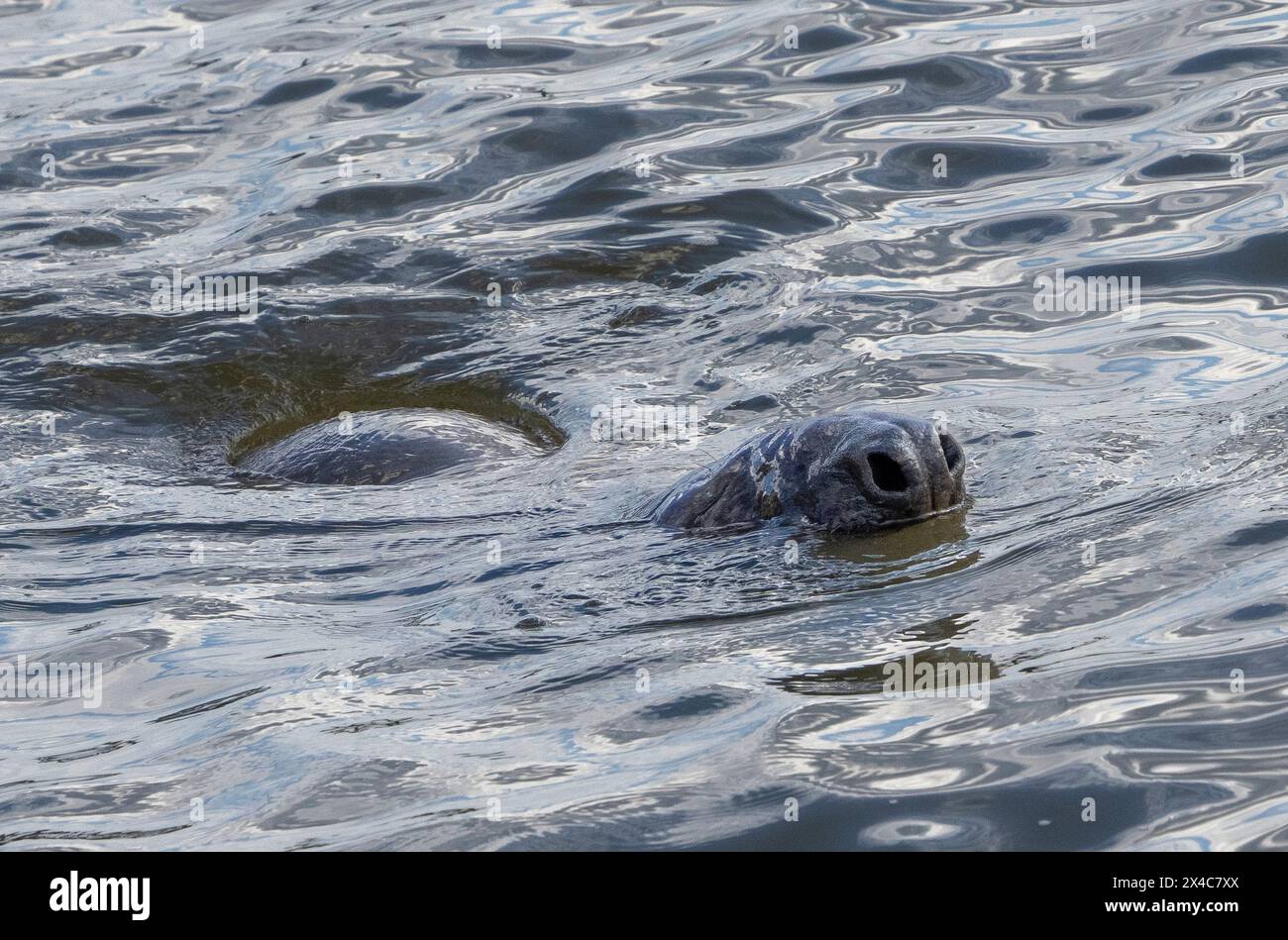 SEAL SPOTTED IN LONDON © Jeff Moore - Local residents in Hammersmith ...