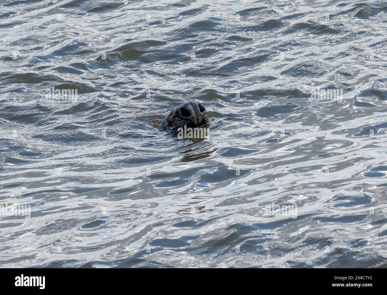 SEAL SPOTTED IN LONDON © Jeff Moore - Local residents in Hammersmith ...