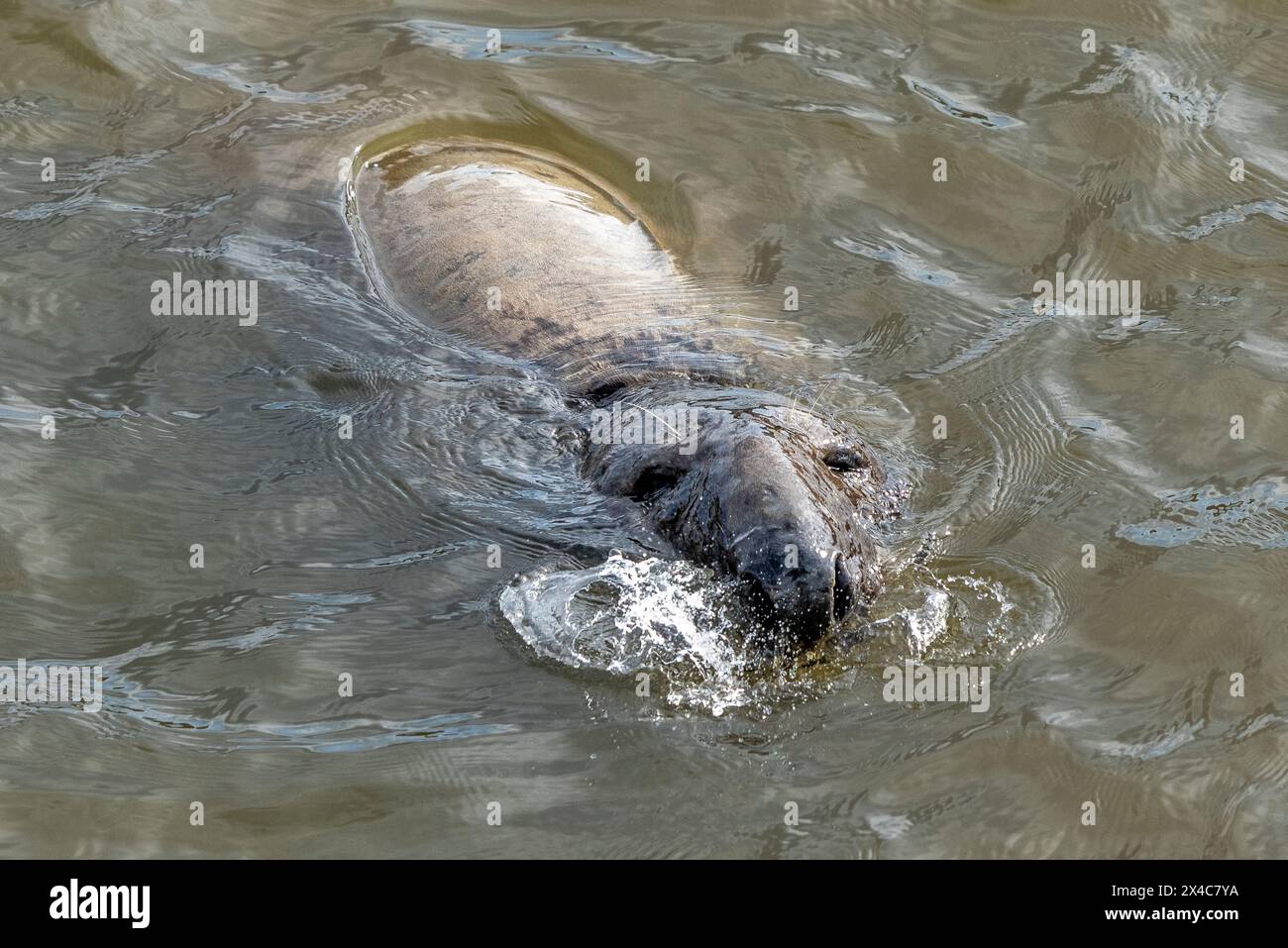 SEAL SPOTTED IN LONDON © Jeff Moore - Local residents in Hammersmith ...