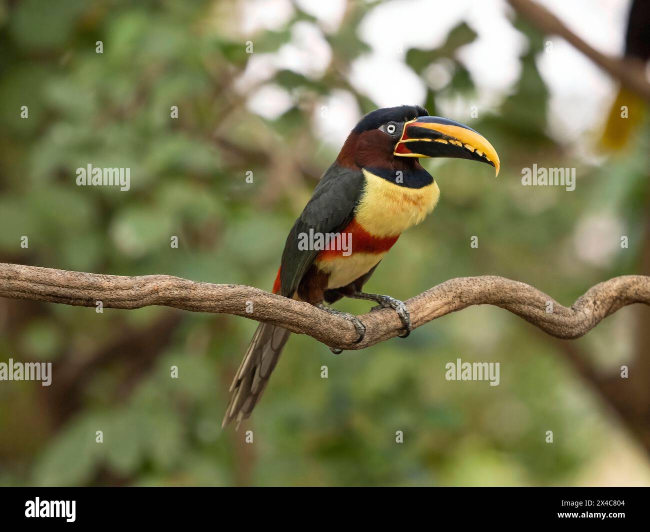 Chestnut-eared Aracari, Pteroglossus castanotis, sitting on a branch ...