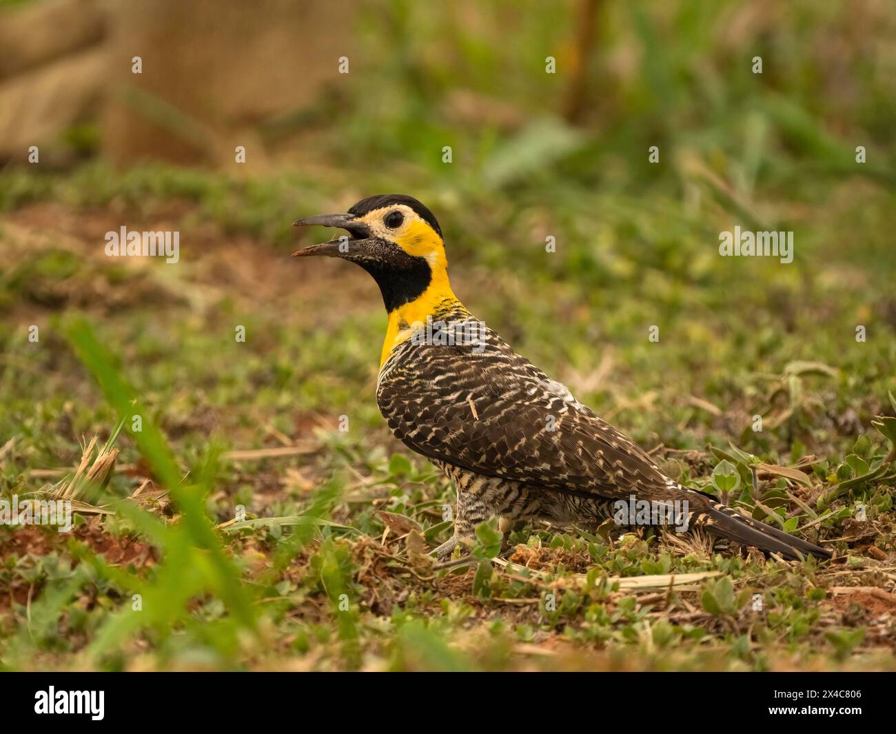 Campo Flicker, Colaptes campestris, Brazil, South America Stock Photo ...