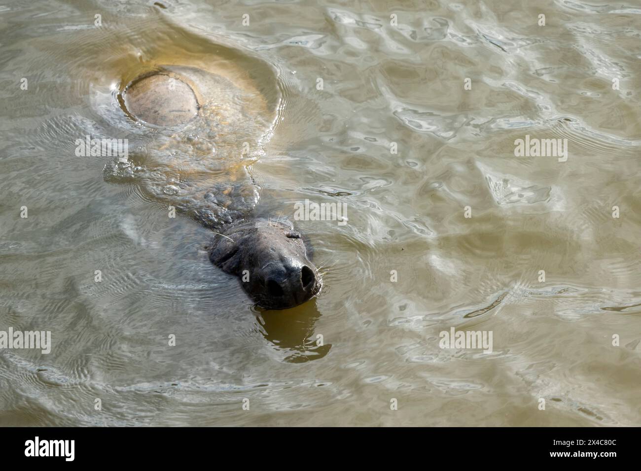 SEAL SPOTTED IN LONDON © Jeff Moore - Local residents in Hammersmith ...