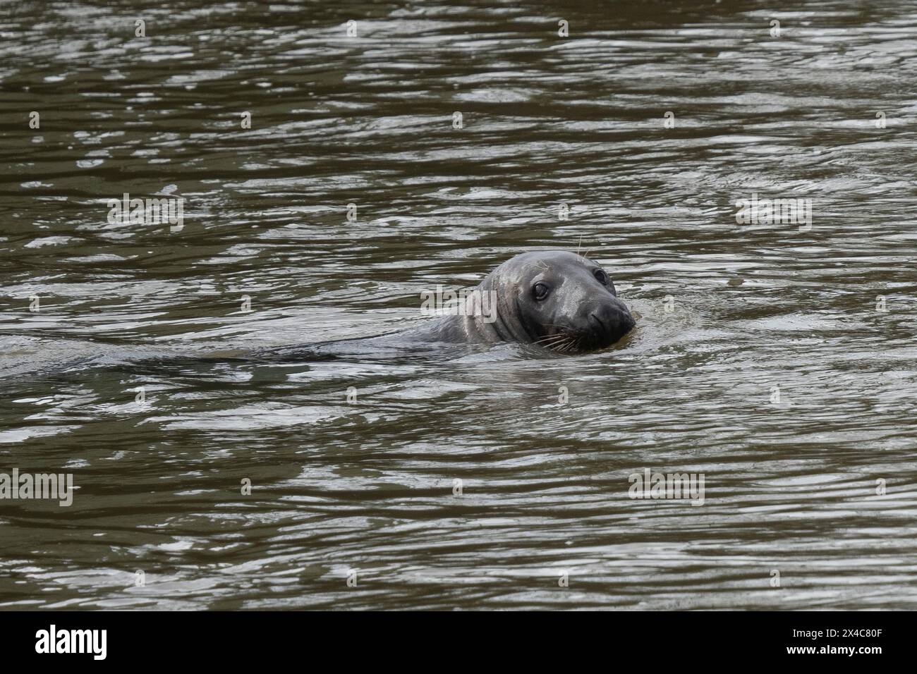 SEAL SPOTTED IN LONDON © Jeff Moore - Local residents in Hammersmith ...