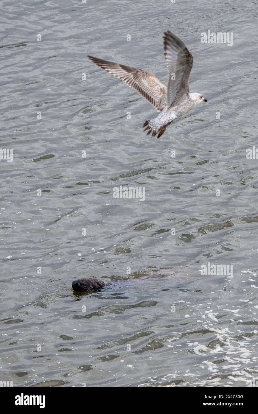 SEAL SPOTTED IN LONDON © Jeff Moore - Local residents in Hammersmith ...