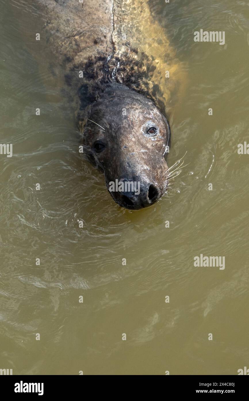 SEAL SPOTTED IN LONDON © Jeff Moore - Local residents in Hammersmith ...