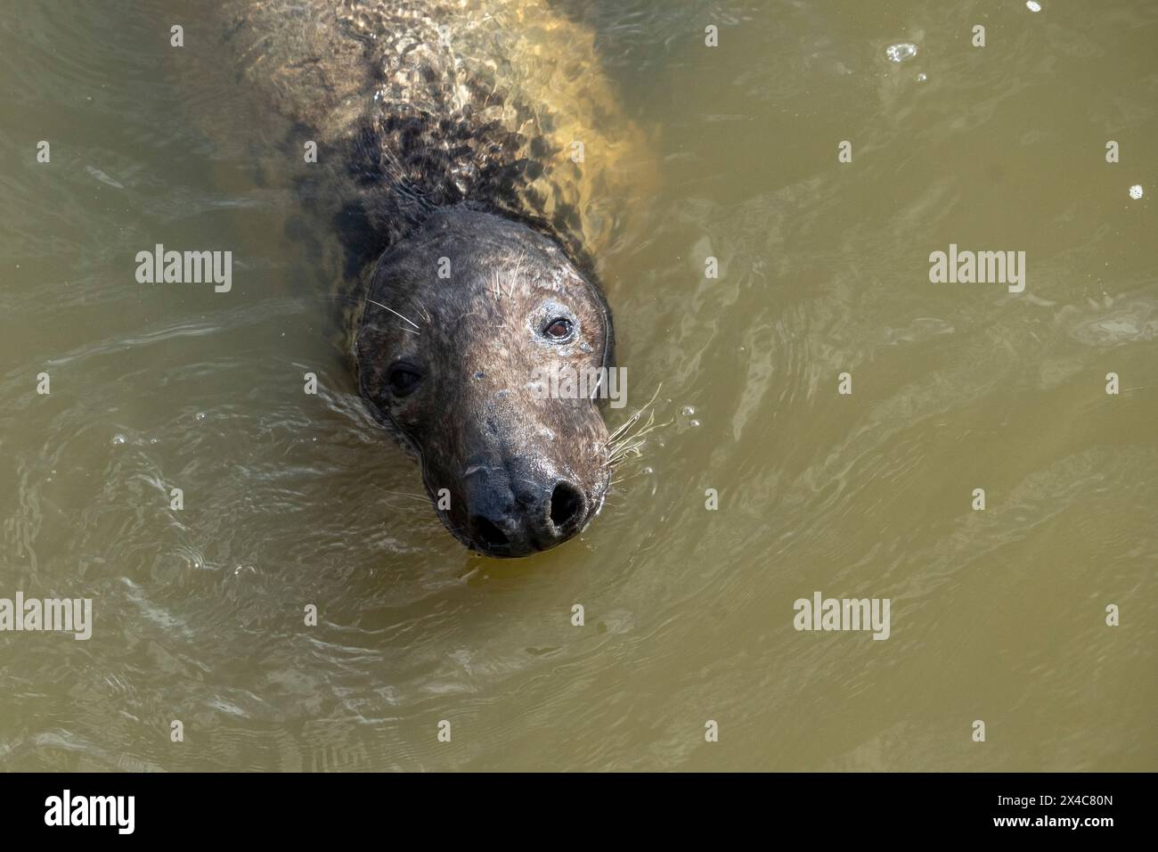 SEAL SPOTTED IN LONDON © Jeff Moore - Local residents in Hammersmith ...