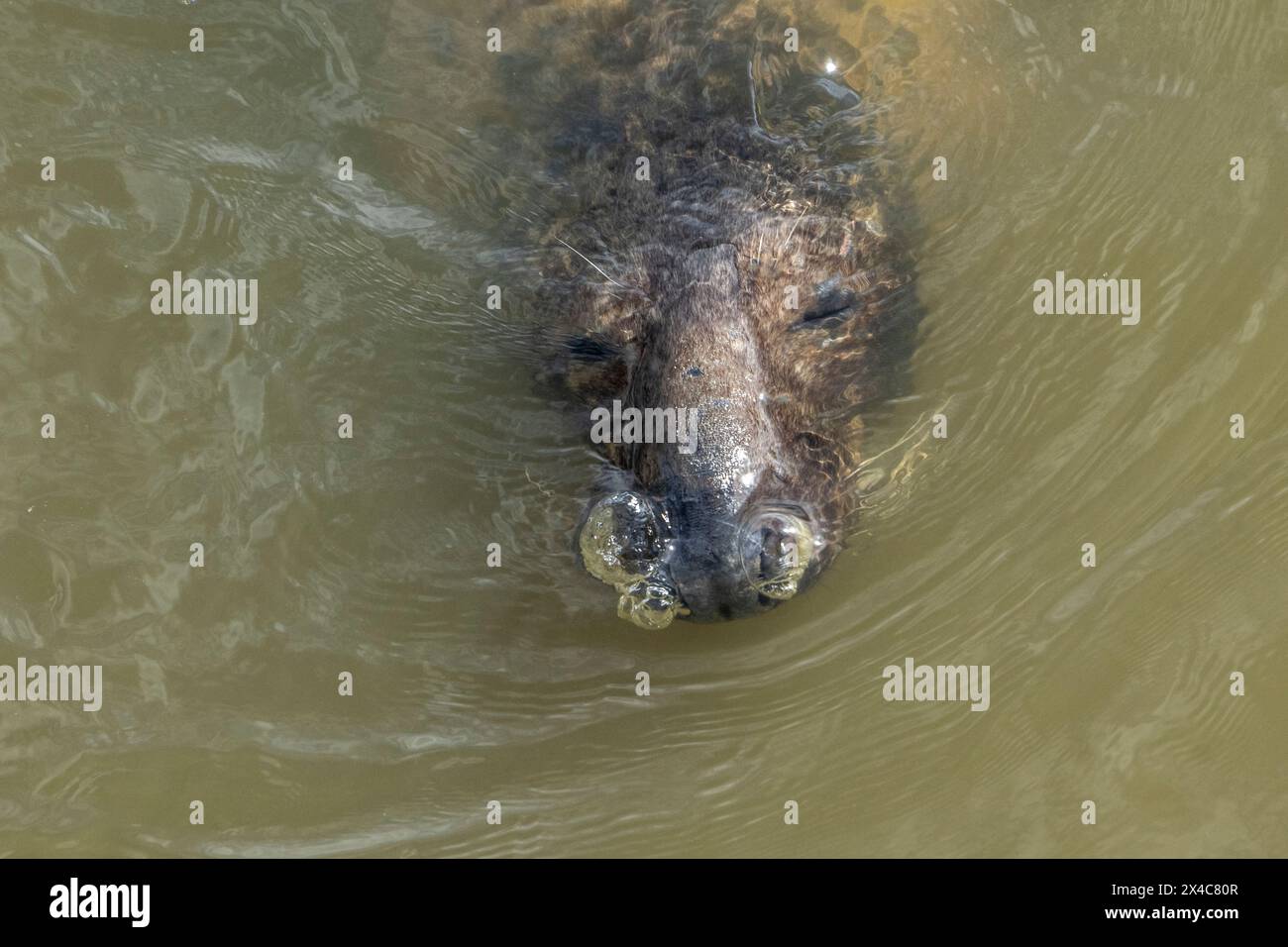 SEAL SPOTTED IN LONDON © Jeff Moore - Local residents in Hammersmith ...