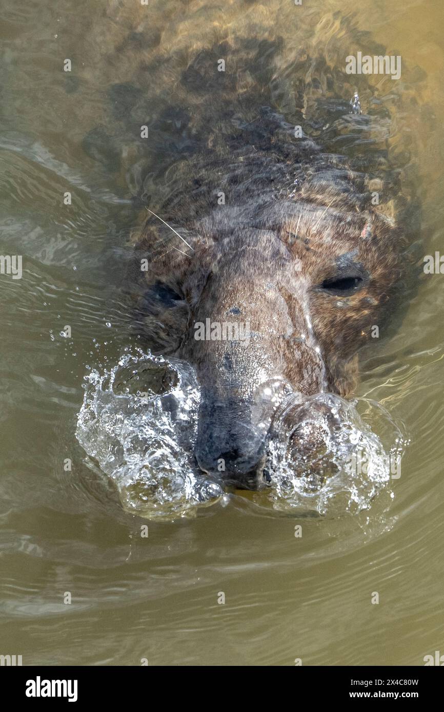 SEAL SPOTTED IN LONDON © Jeff Moore - Local residents in Hammersmith ...