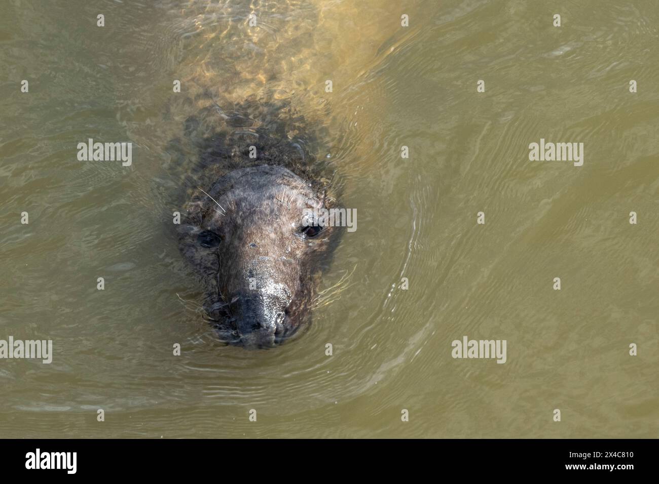 SEAL SPOTTED IN LONDON © Jeff Moore - Local residents in Hammersmith ...