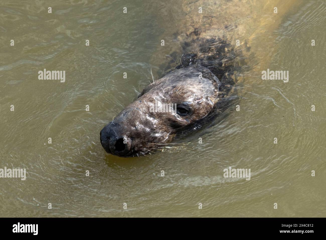 SEAL SPOTTED IN LONDON © Jeff Moore - Local residents in Hammersmith ...