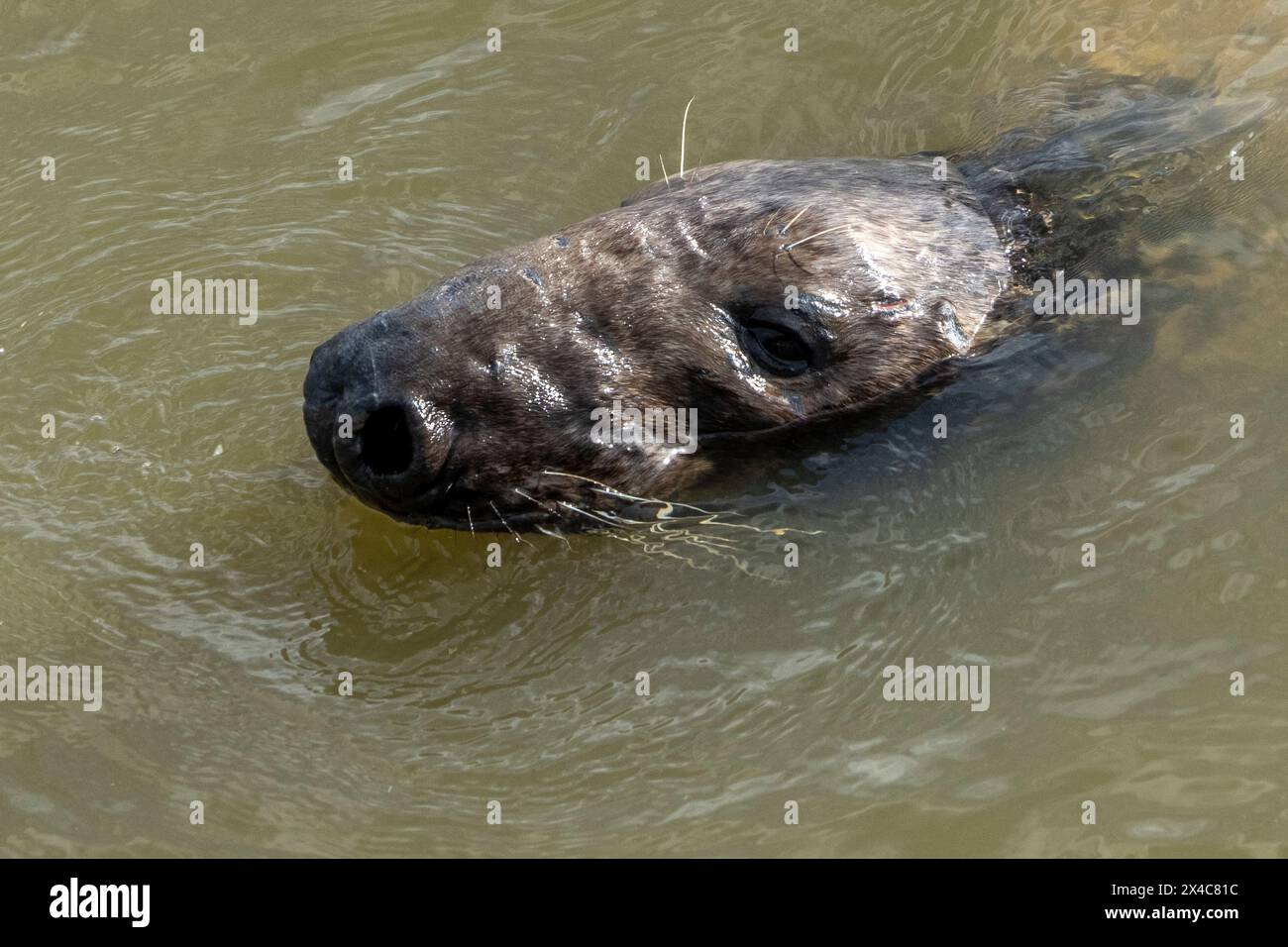 SEAL SPOTTED IN LONDON © Jeff Moore - Local residents in Hammersmith ...