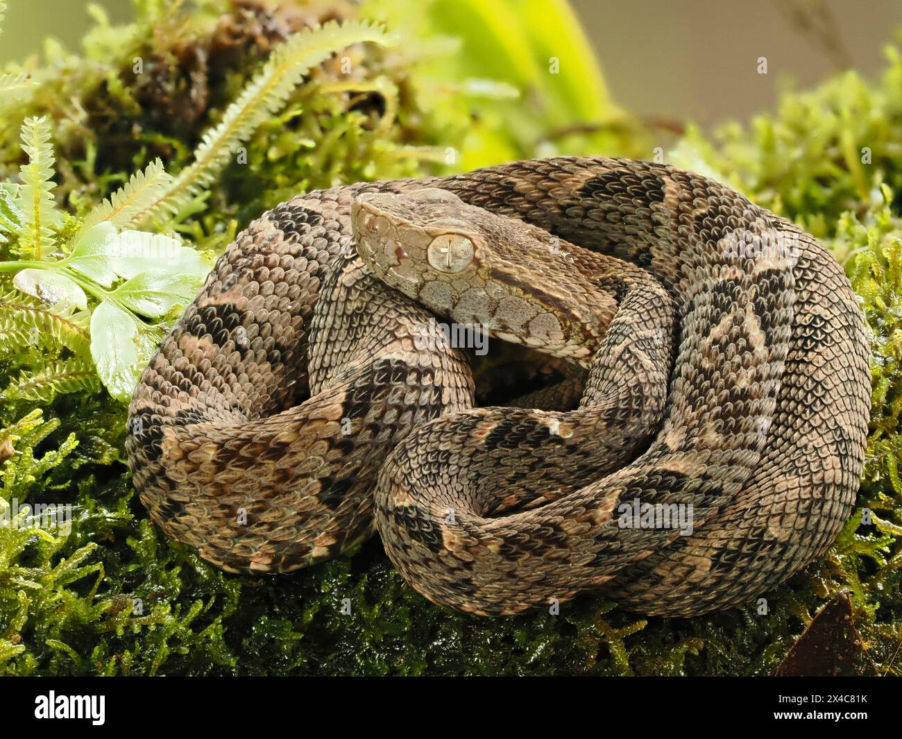 Fer de Lance, Bothrops asper, venomous viper, Costa Rica, Central ...