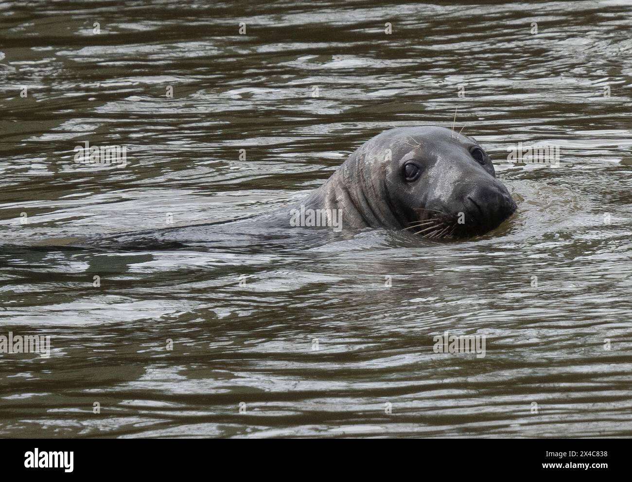 SEAL SPOTTED IN LONDON © Jeff Moore - Local residents in Hammersmith ...