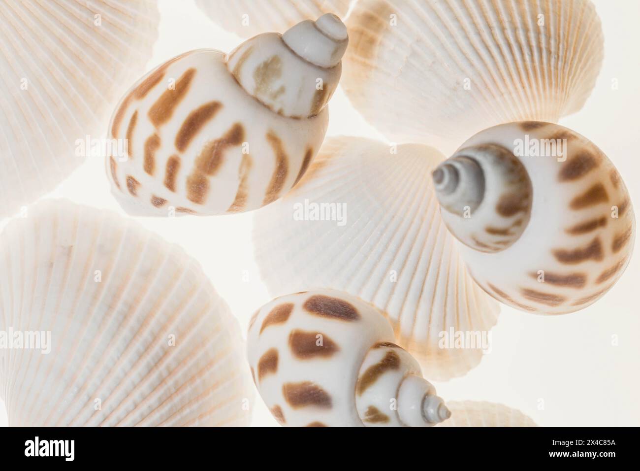 Light shells hi-res stock photography and images - Alamy