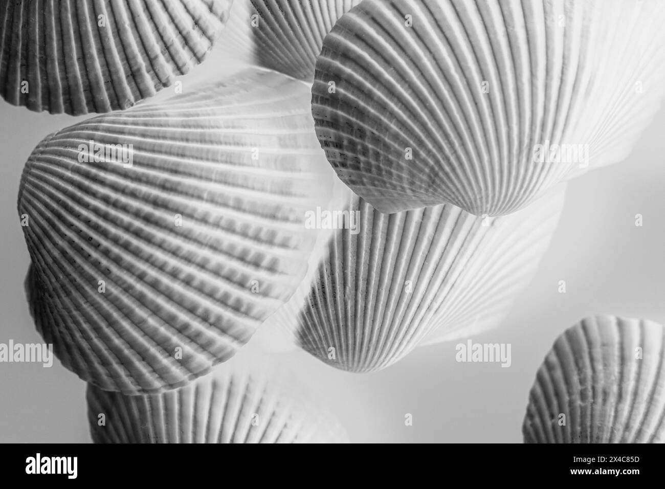 Light shells hi-res stock photography and images - Alamy